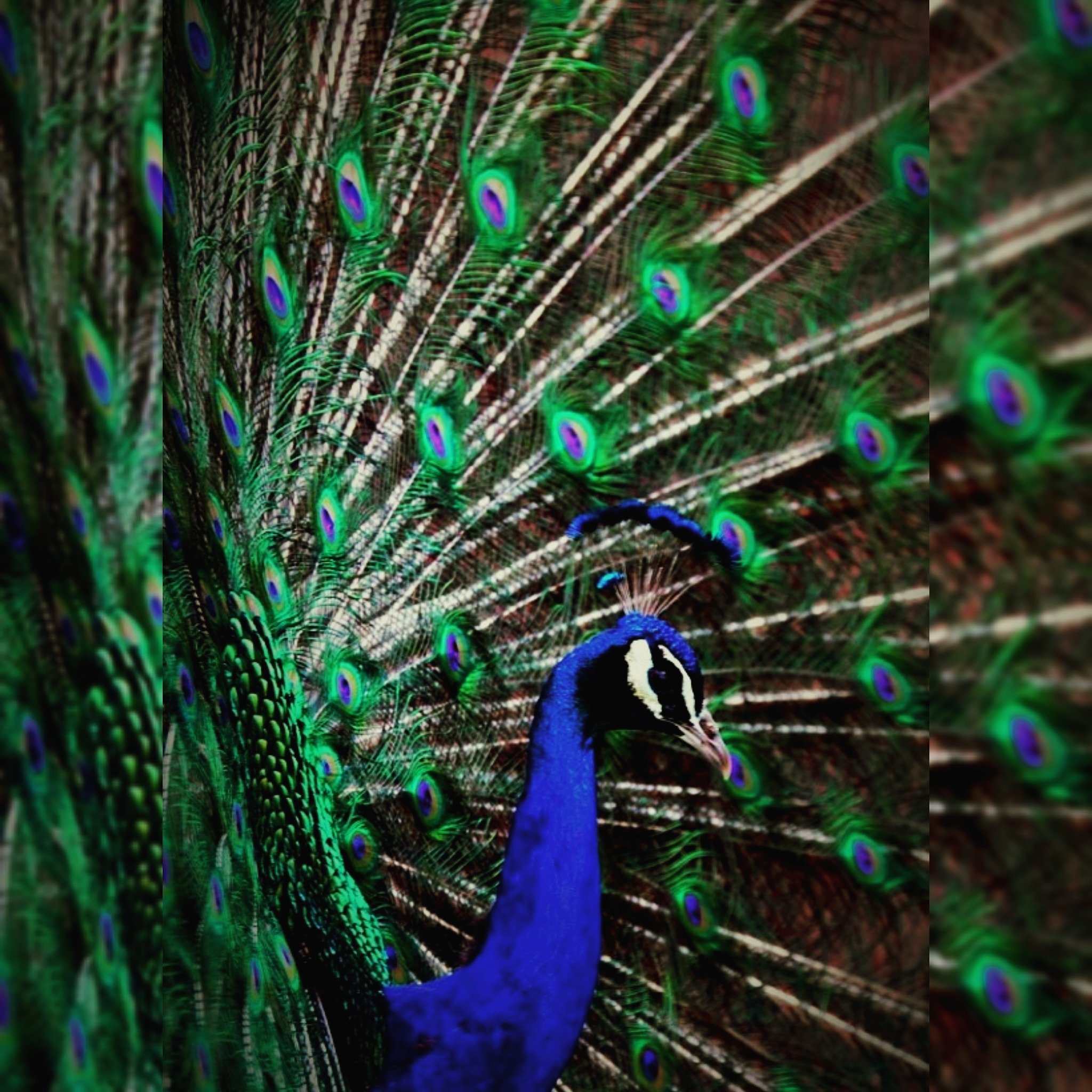 The Peacock Poem – chipmunkspoetry